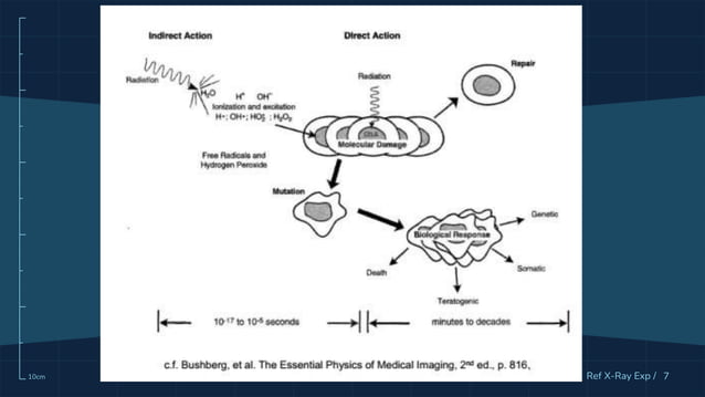 BASIC RADIOBIOLOGY FOR RADIOTHERAPY | PPTX