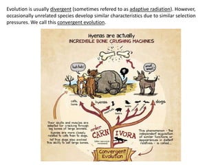 Summary of Topic 4.1 - biodiversity in ecosystems | PPT