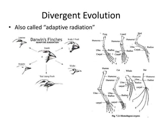 Summary of Topic 4.1 - biodiversity in ecosystems | PPT