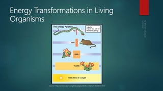 Topic 4.2 Energy Flow | PPT