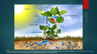Topic 4.2 Energy Flow | PPT