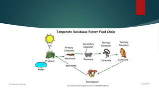 Topic 4.2 Energy Flow | PPT