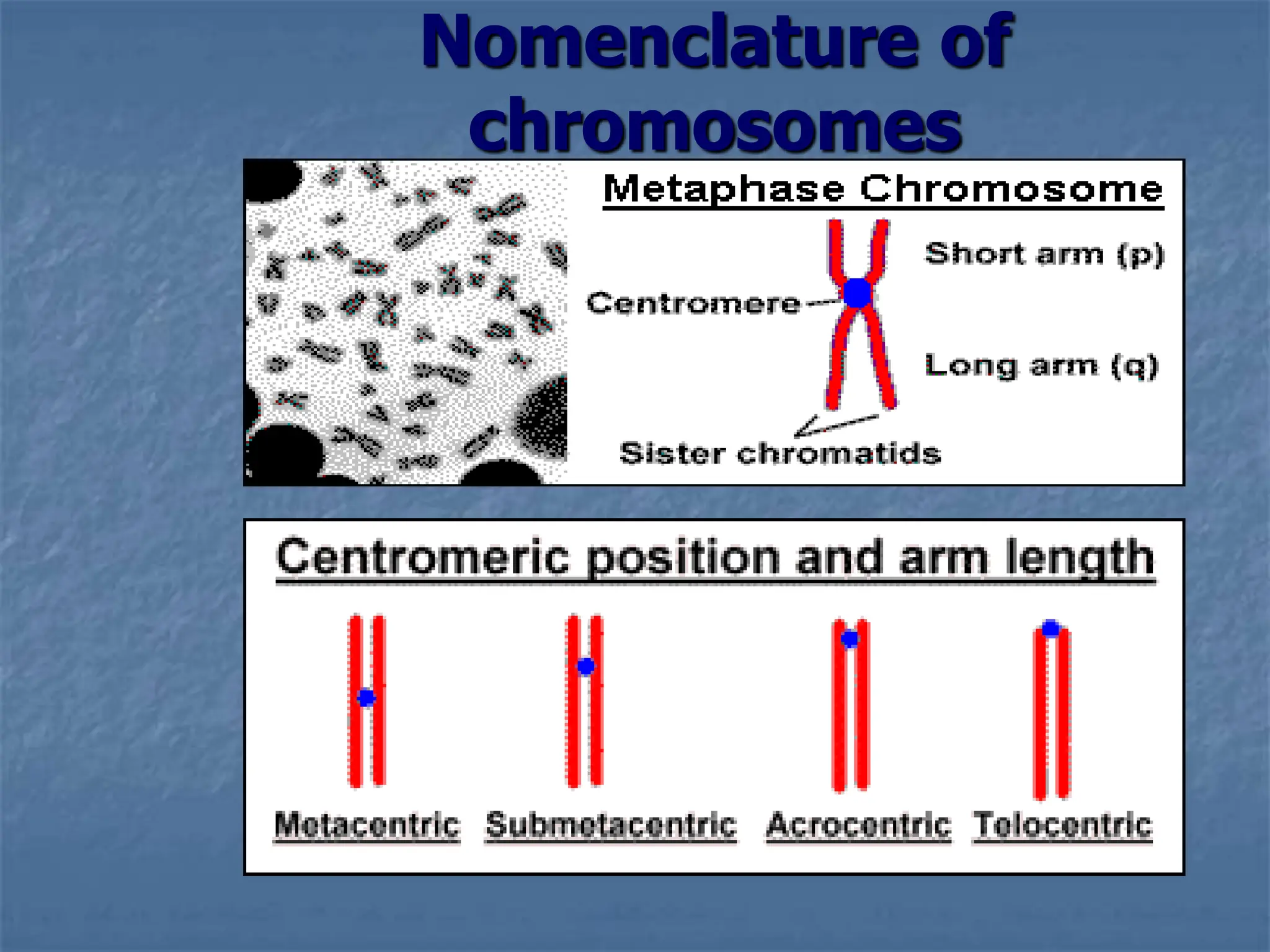 Karyotyping and chromosomal analysis in clinical genetics | PPT