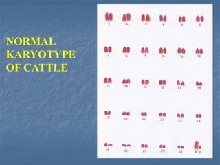 Karyotyping and chromosomal analysis in clinical genetics | PPT