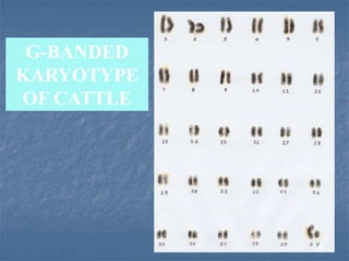 Karyotyping and chromosomal analysis in clinical genetics | PPT