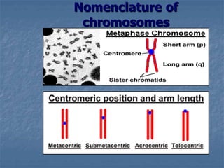 Karyotyping and chromosomal analysis in clinical genetics | PPT