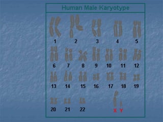 Karyotyping and chromosomal analysis in clinical genetics | PPT