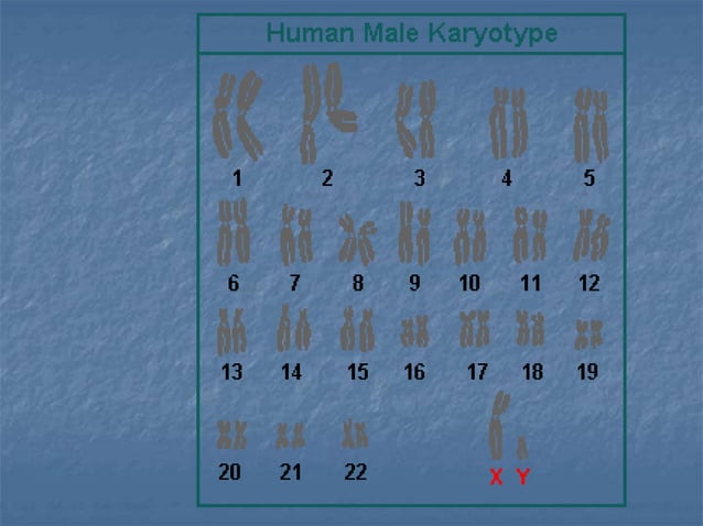 Karyotyping and chromosomal analysis in clinical genetics | PPT