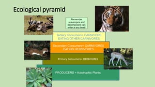 TOPIC_4-ECOSYSTEM REPORT IN ENVIRONMENTAL SCIENCE.pptx