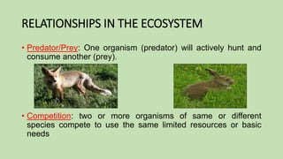 TOPIC_4-ECOSYSTEM REPORT IN ENVIRONMENTAL SCIENCE.pptx