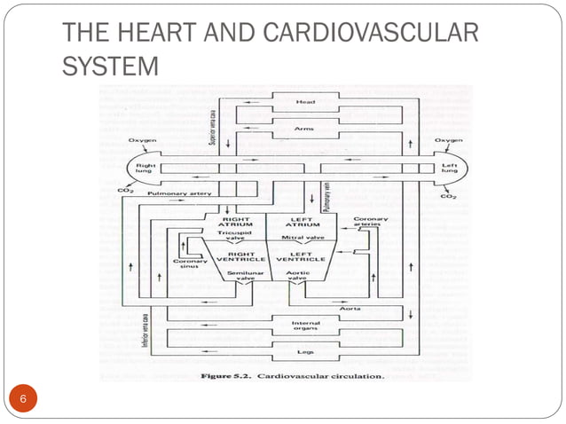 Cardiovascular system | PPT