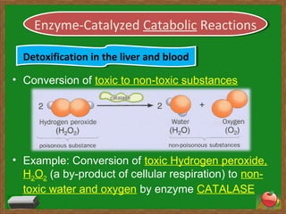 Topic 4 chapter 5 part 1 enzymes - biological catalysts | PPT