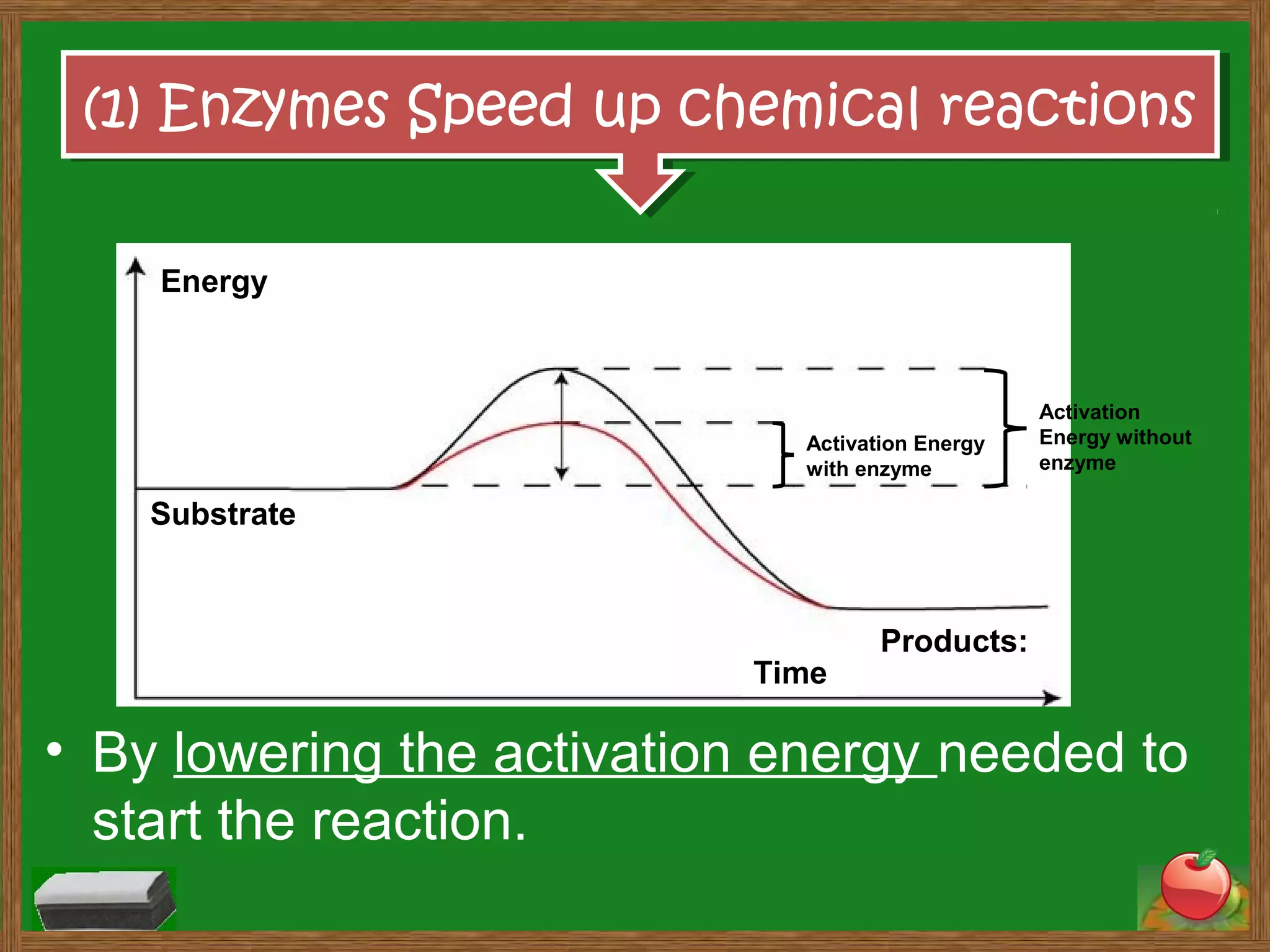 Topic 4 chapter 5 part 2 enzymes - characteristics of enzymes | PPT