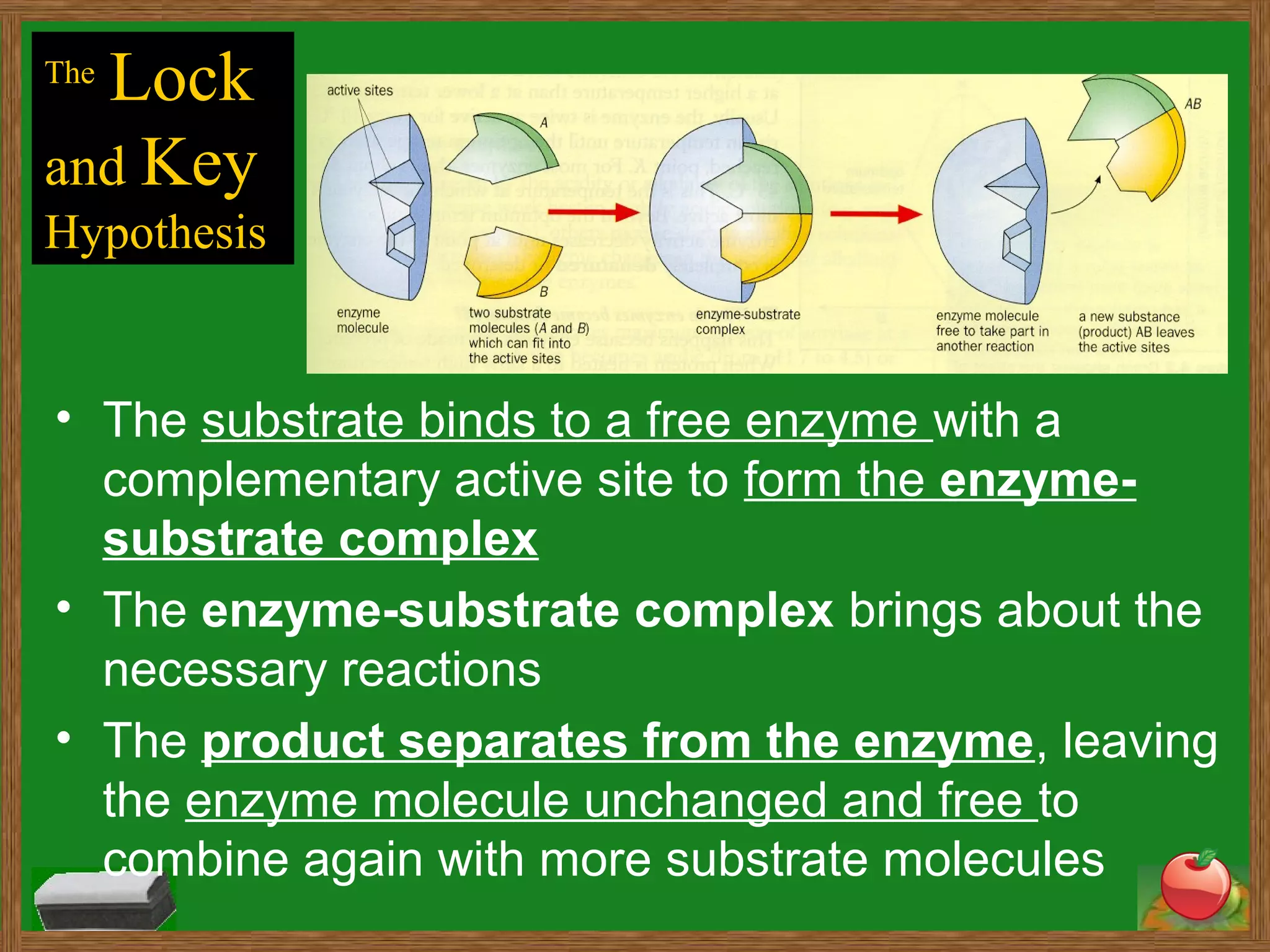 Topic 4 chapter 5 part 2 enzymes - characteristics of enzymes | PPT
