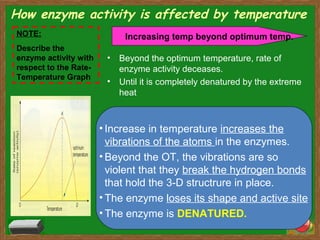 Topic 4 chapter 5 part 2 enzymes - characteristics of enzymes | PPT