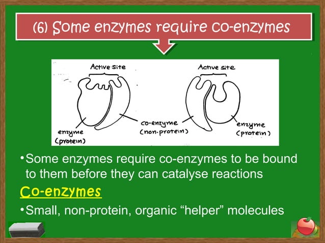 Topic 4 chapter 5 part 2 enzymes - characteristics of enzymes | PPT