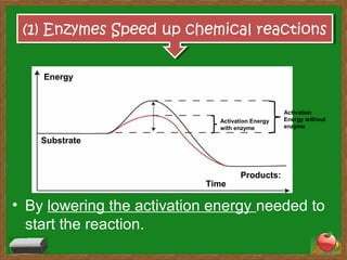 Topic 4 chapter 5 part 2 enzymes - characteristics of enzymes | PPT