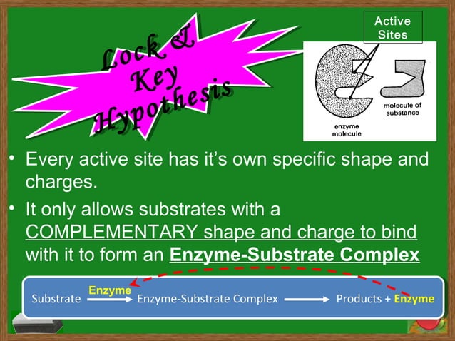 Topic 4 chapter 5 part 2 enzymes - characteristics of enzymes | PPT