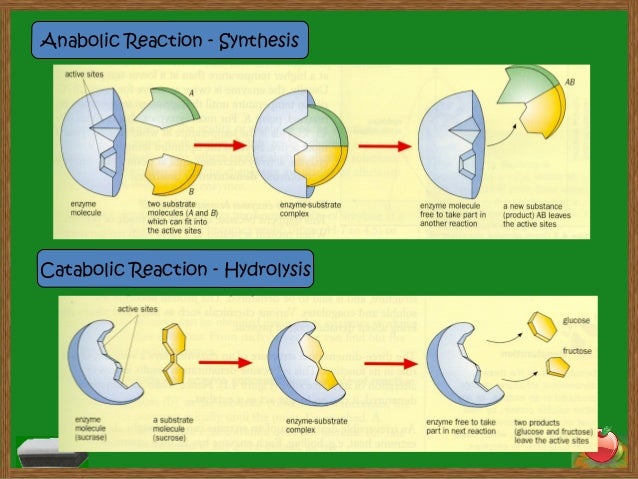 Topic 4 chapter 5 part 2 enzymes - characteristics of enzymes