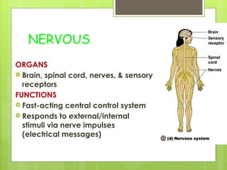 TOPIC 4 HUMAN PHYSIOLOGY1 in modern science .pptx