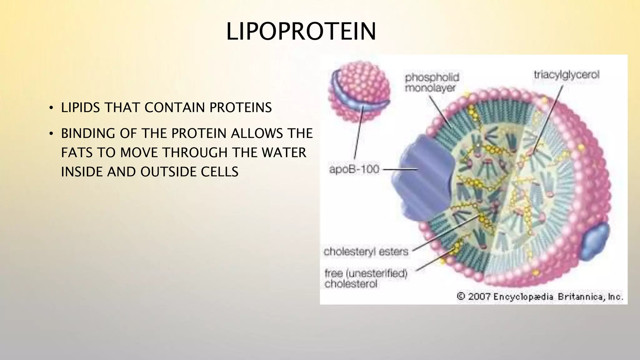 TOPIC 4 LIPID METABOLISM.pptx