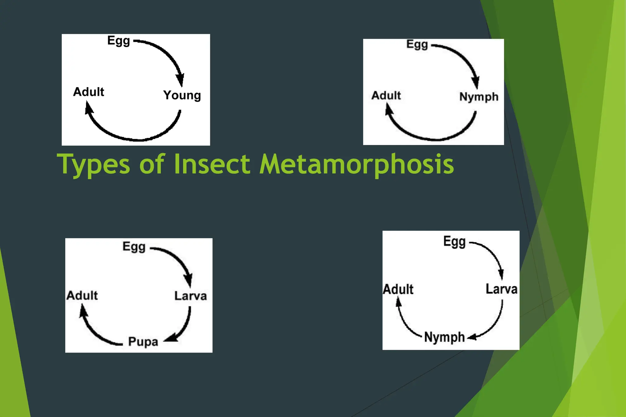 About insect growth and their metamorphosis | PPT