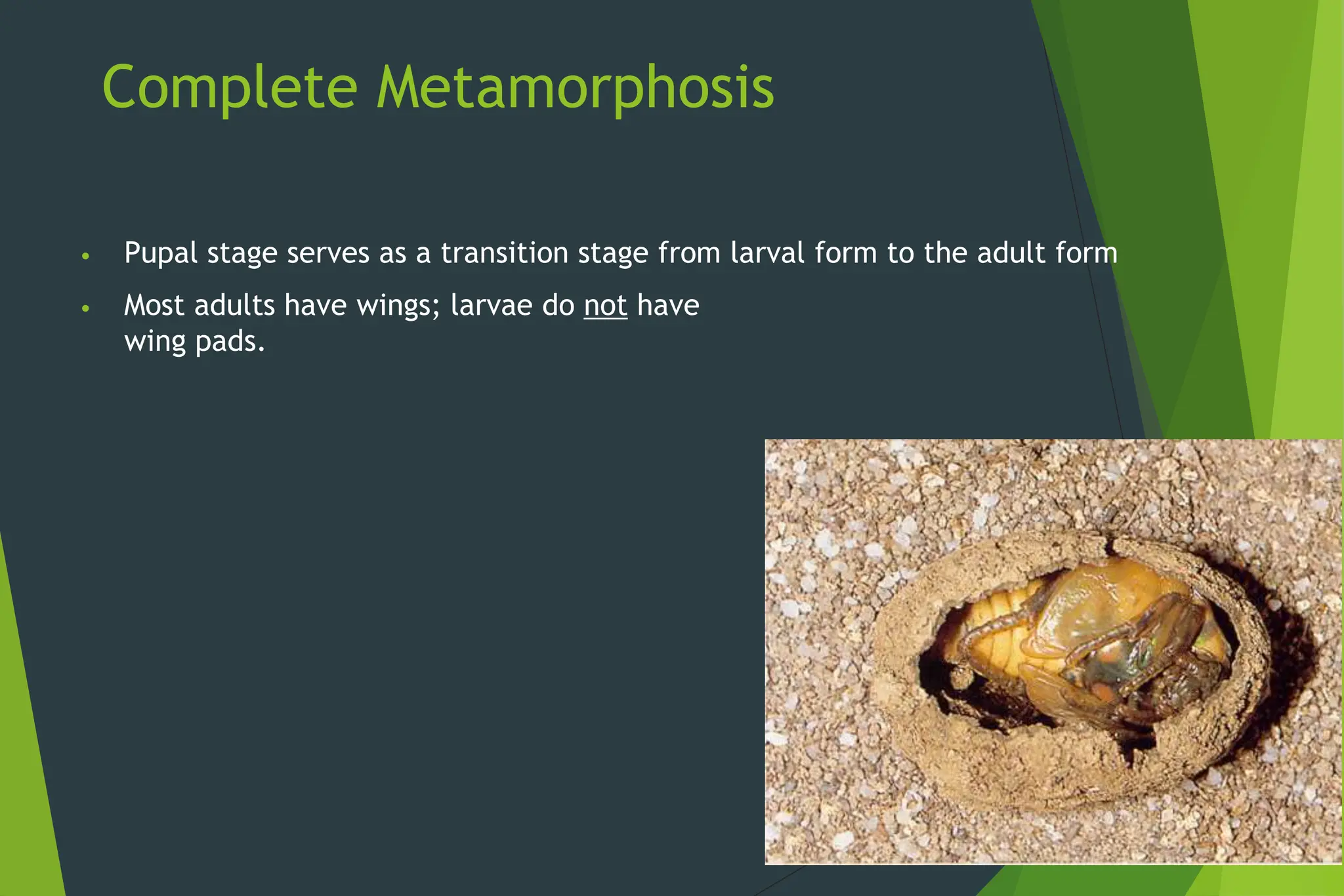 About insect growth and their metamorphosis | PPT