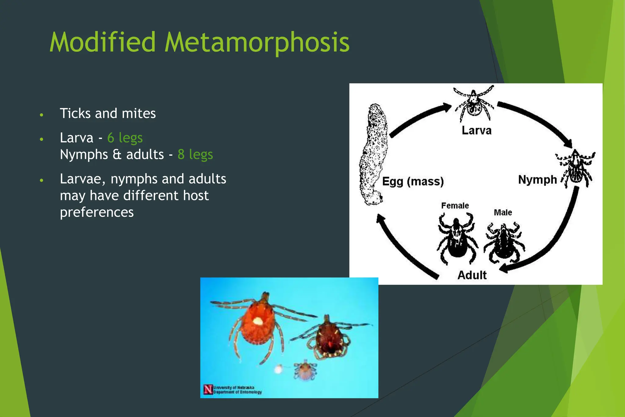 About insect growth and their metamorphosis | PPT