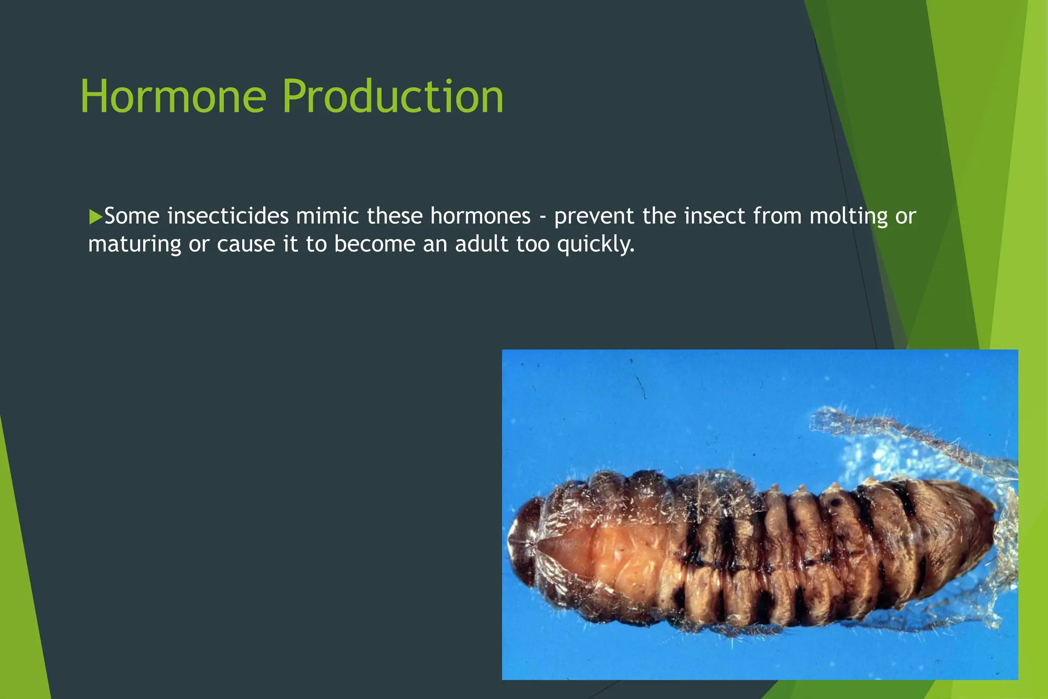 About insect growth and their metamorphosis | PPT