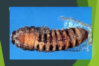 About insect growth and their metamorphosis | PPT