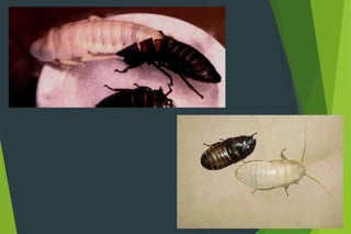 About insect growth and their metamorphosis | PPT