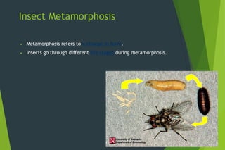 About insect growth and their metamorphosis | PPT