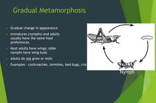 About insect growth and their metamorphosis | PPT