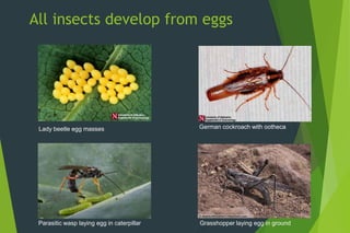 About insect growth and their metamorphosis | PPT