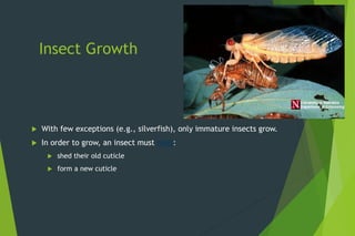 About insect growth and their metamorphosis | PPT