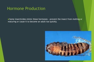 About insect growth and their metamorphosis | PPT
