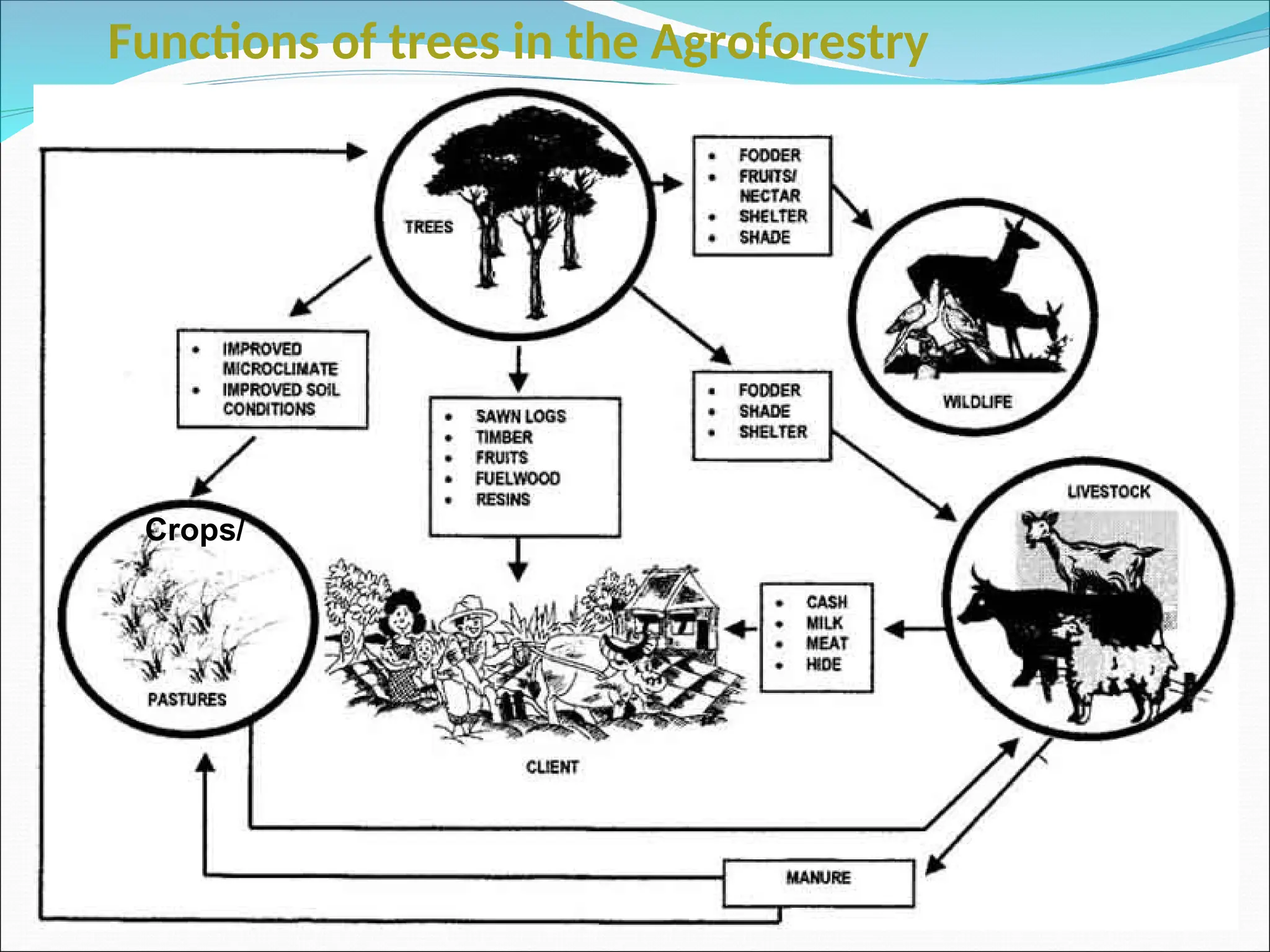Potential, Benefit, role, advantages of Agroforestry, Mycorrhiza and ...