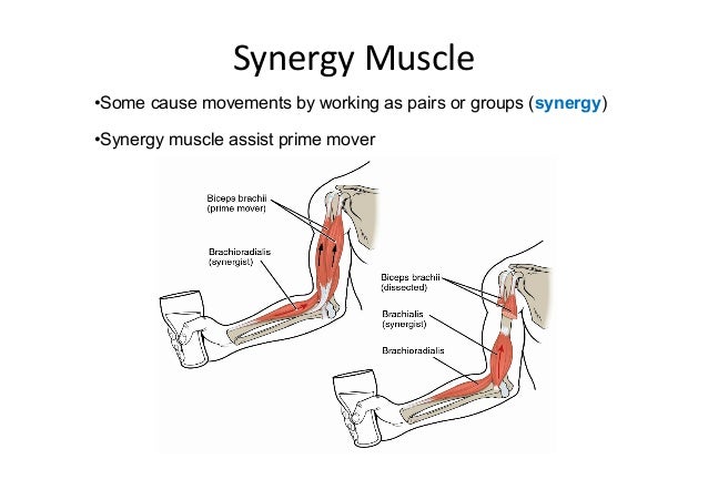 Topic 5 Muscular System
