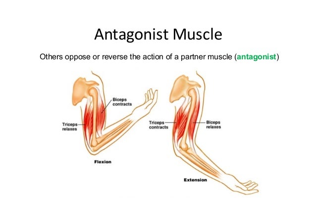 Topic 5 Muscular System