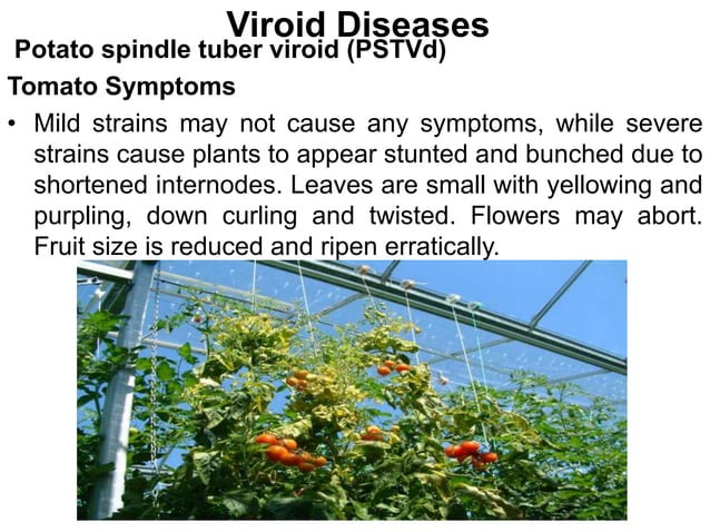 Topic 5 subviral pathogens | PPT