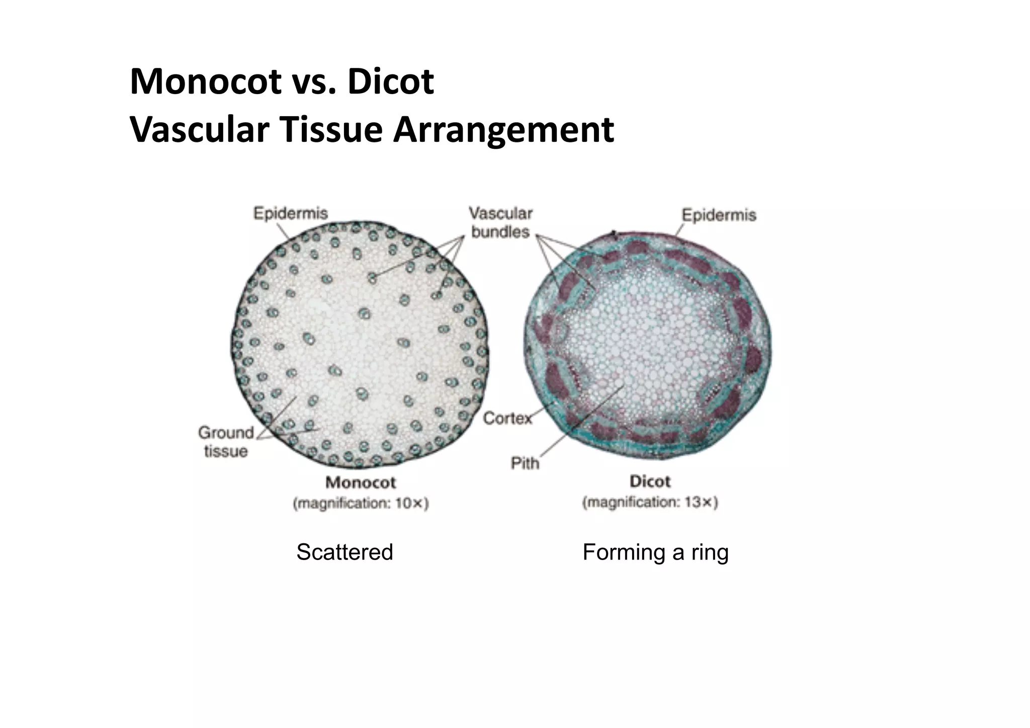Topic 6 Plant Structure | PDF