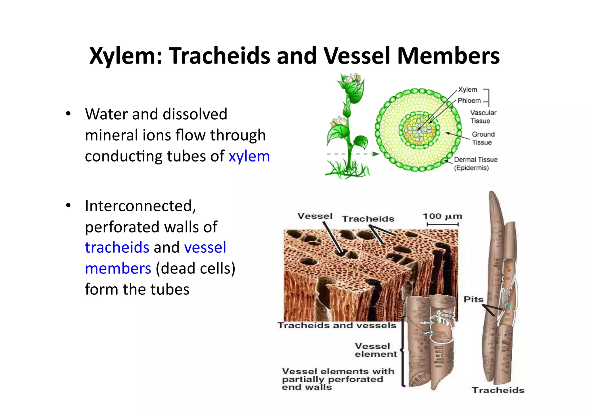 Topic 6 Plant Structure | PDF