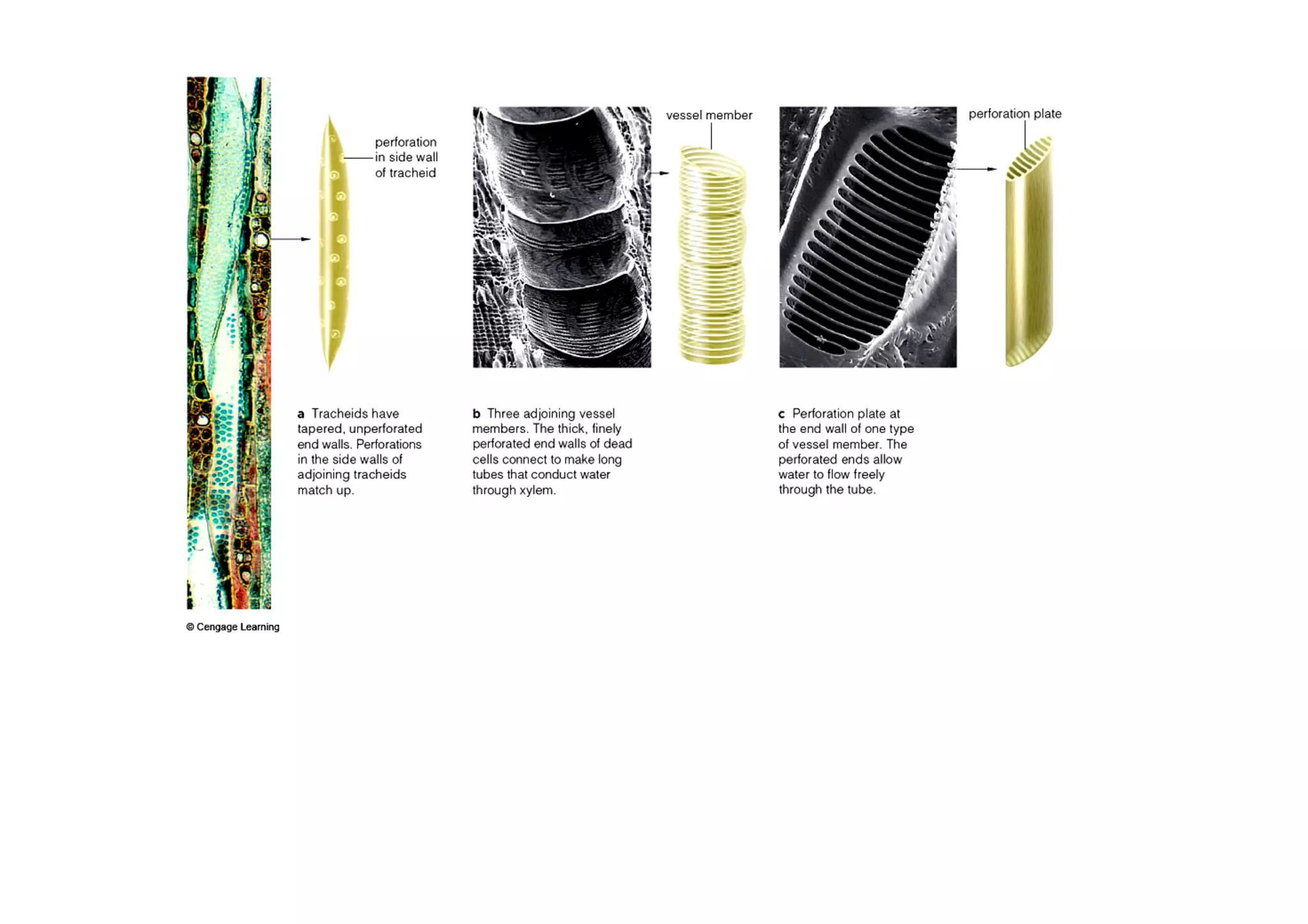 Topic 6 Plant Structure | PDF