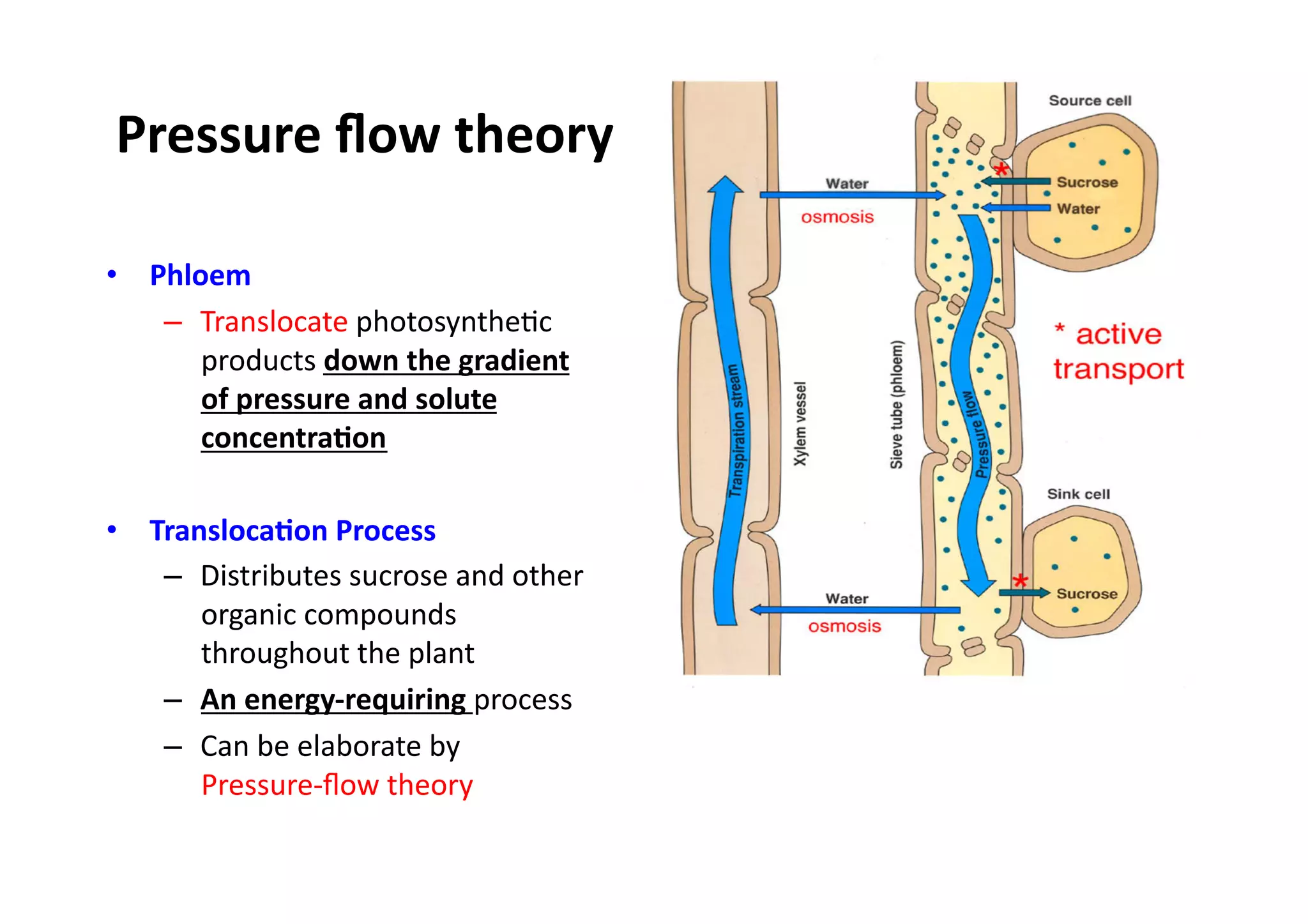 Topic 6 Plant Structure | PDF