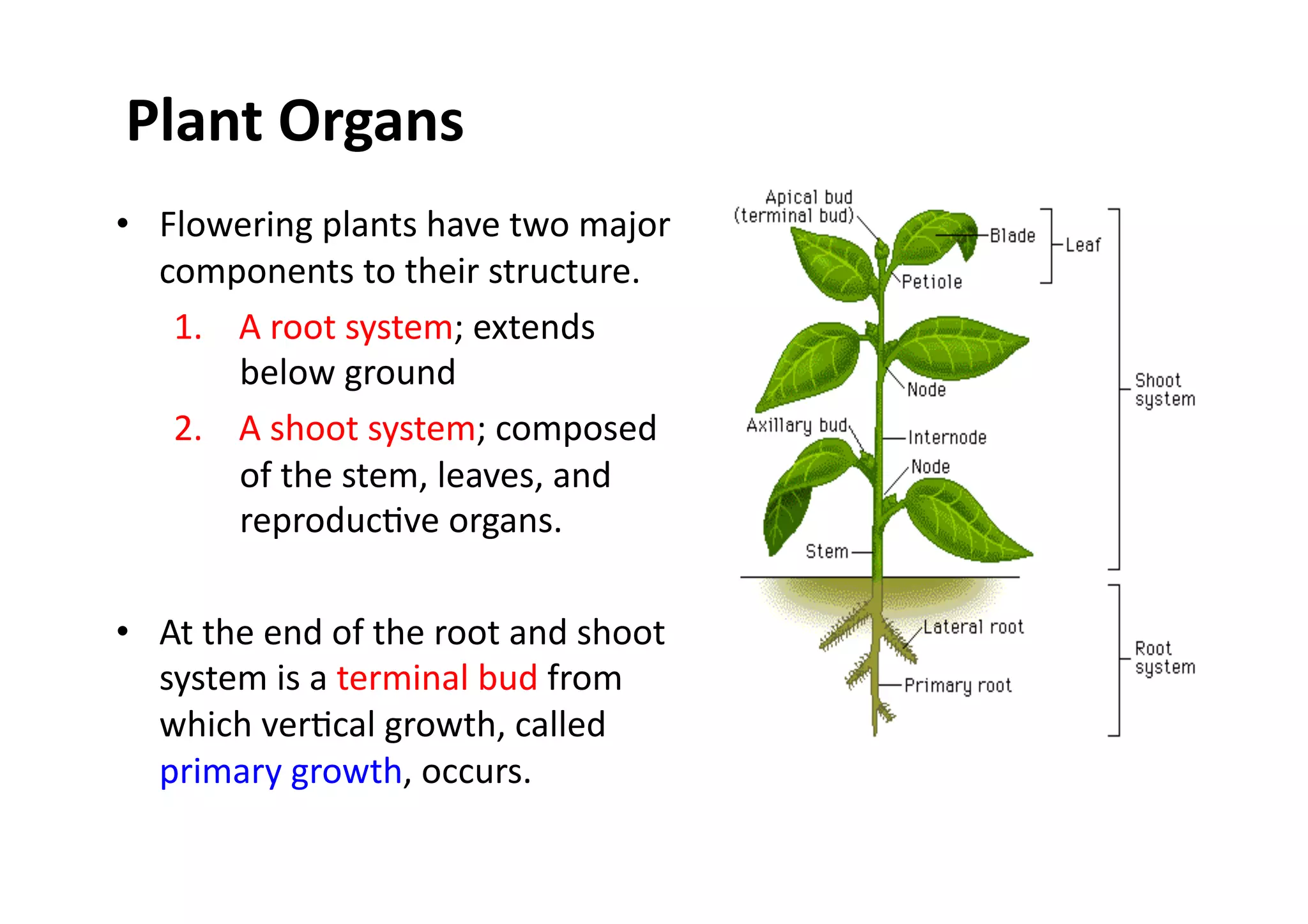 Topic 6 Plant Structure | PDF