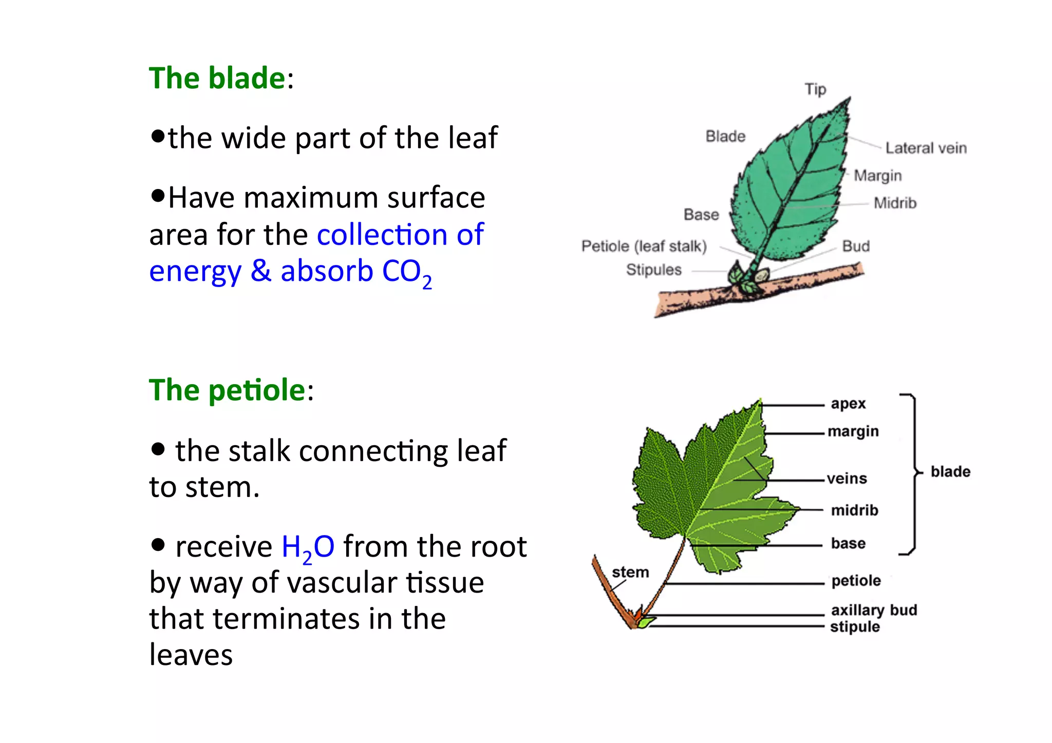 Topic 6 Plant Structure | PDF