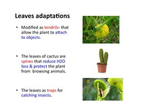 Topic 6 Plant Structure | PDF