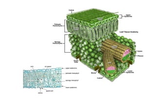 Topic 6 Plant Structure | PDF
