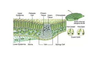 Topic 6 Plant Structure | PDF