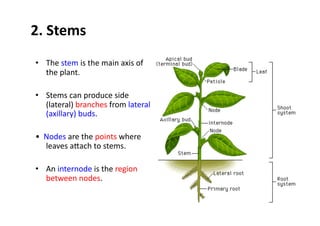 Topic 6 Plant Structure | PDF